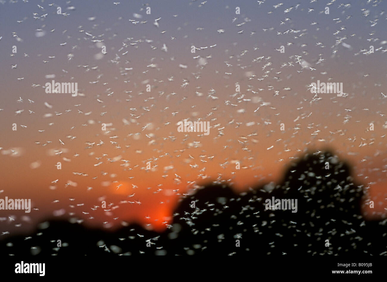 Gnat swarm hi-res stock photography and images - Alamy