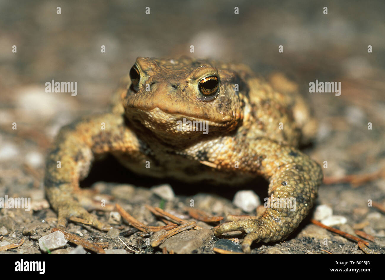 Toad photos hi-res stock photography and images - Alamy