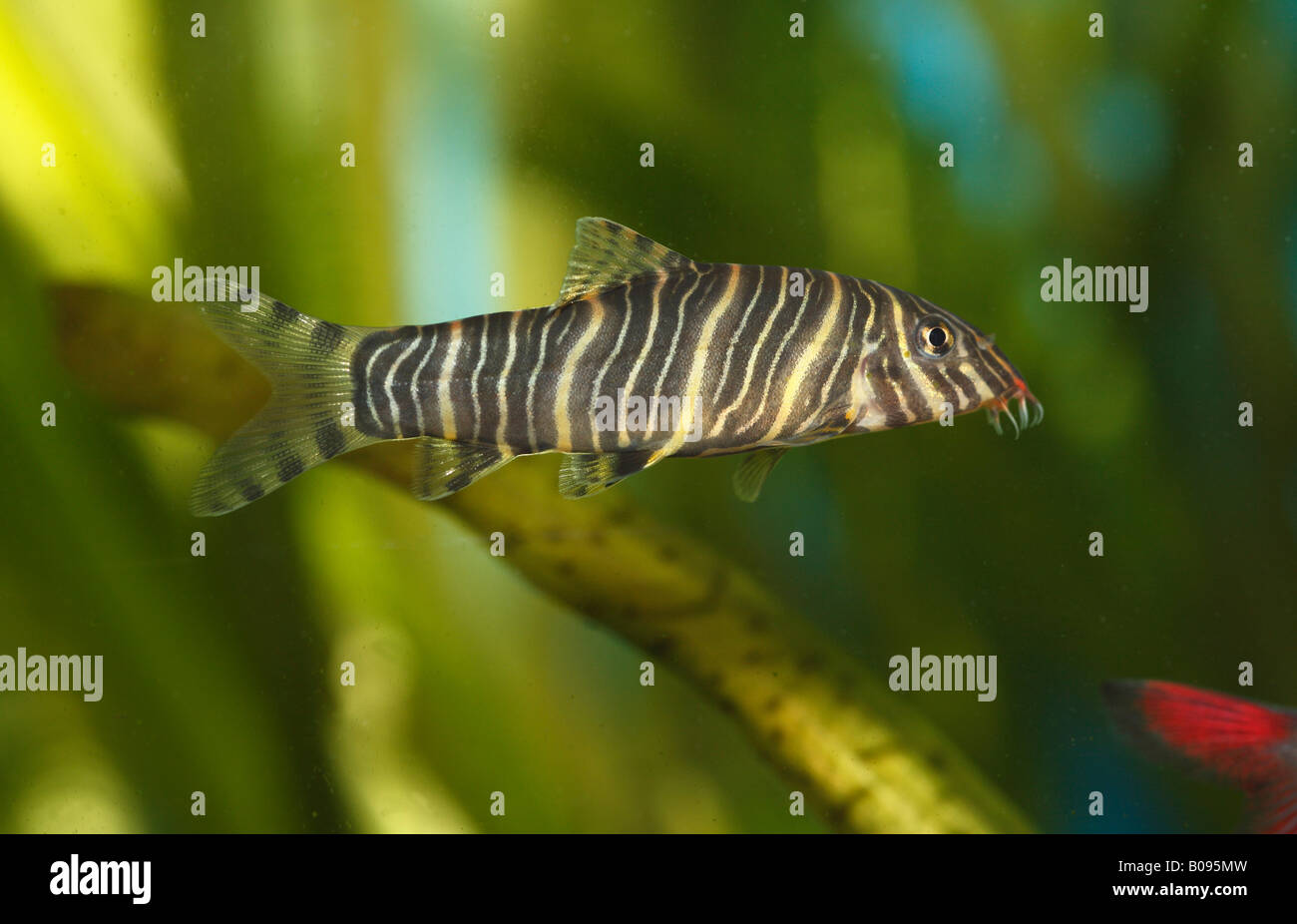 Botia Striata