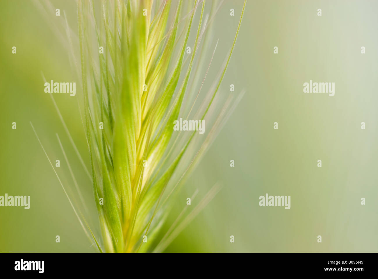 Weeds stalk hi-res stock photography and images - Alamy