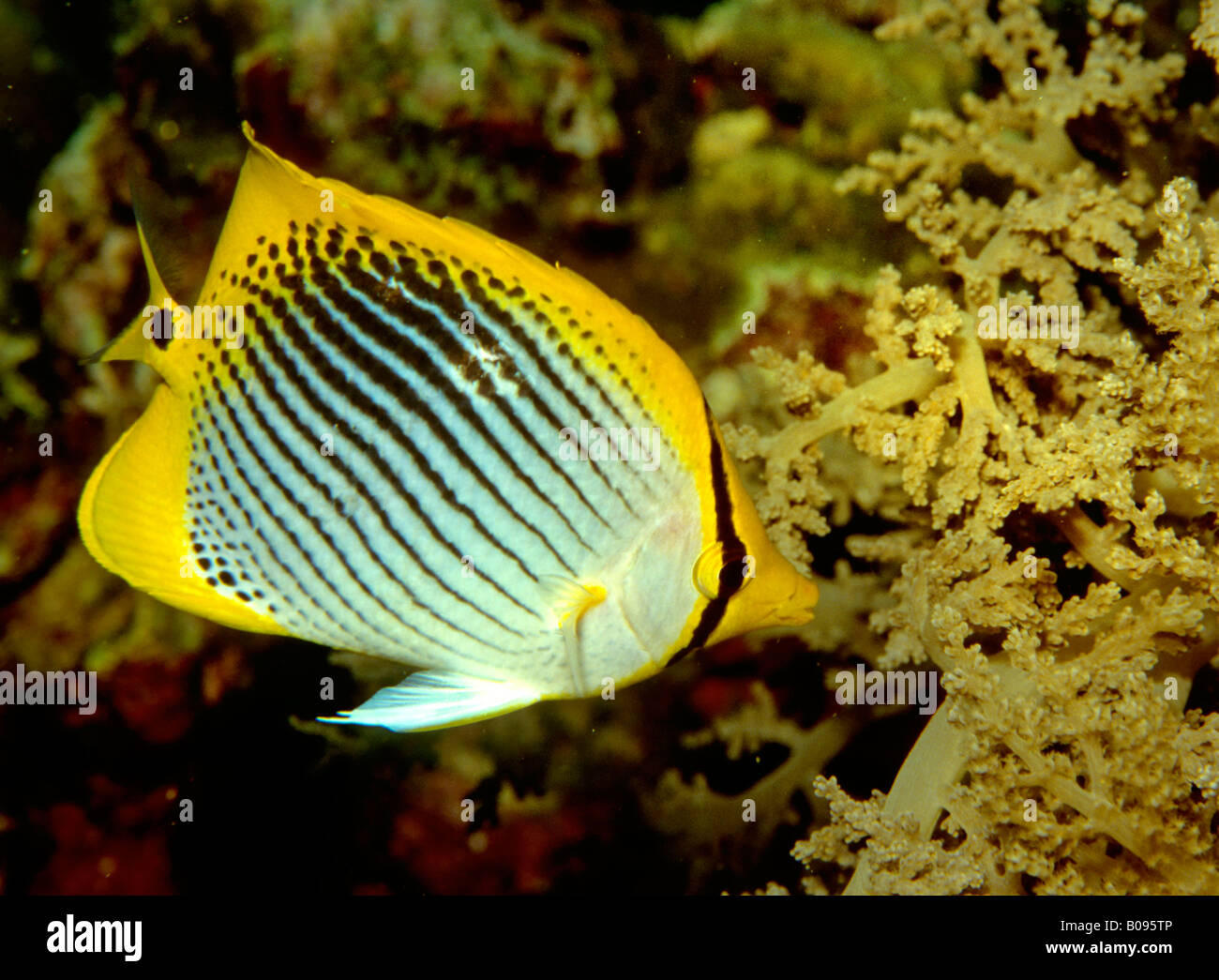 Spot tailed butterflyfish hi-res stock photography and images - Alamy