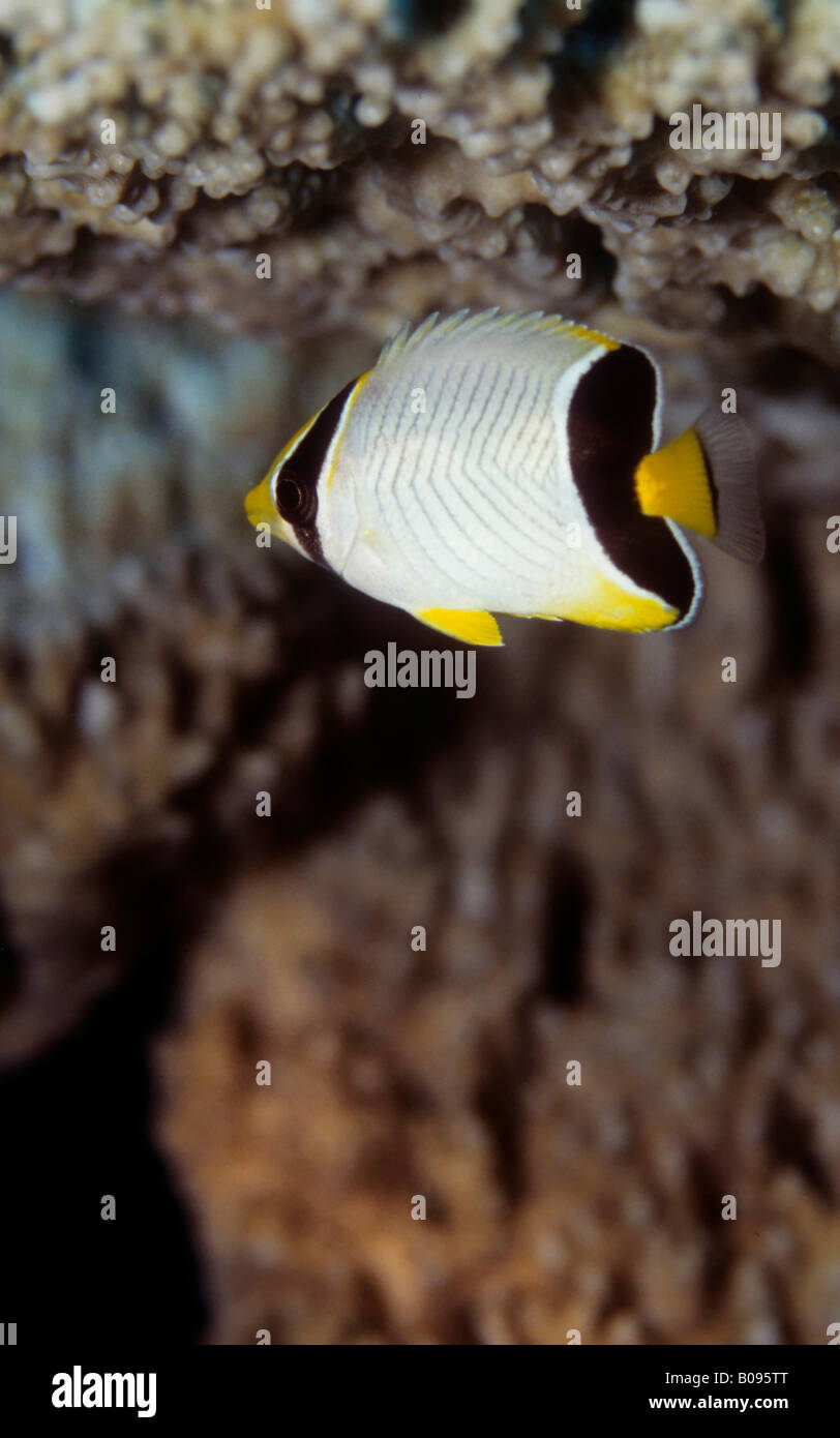 Sparren falterfisch hi-res stock photography and images - Alamy