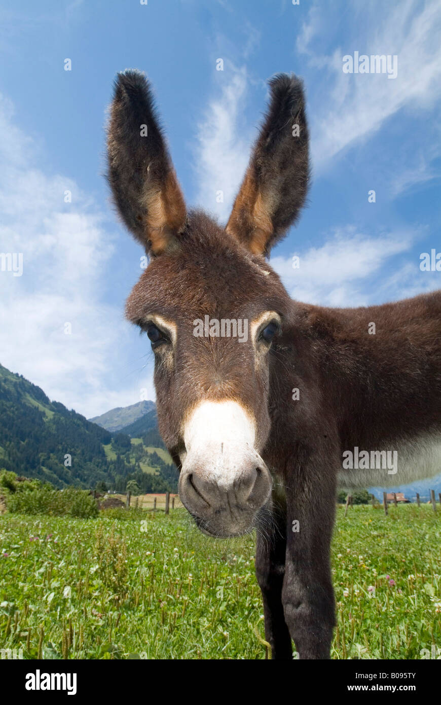 Donkey (Equus asinus asinus) in a mountain meadow Stock Photo - Alamy