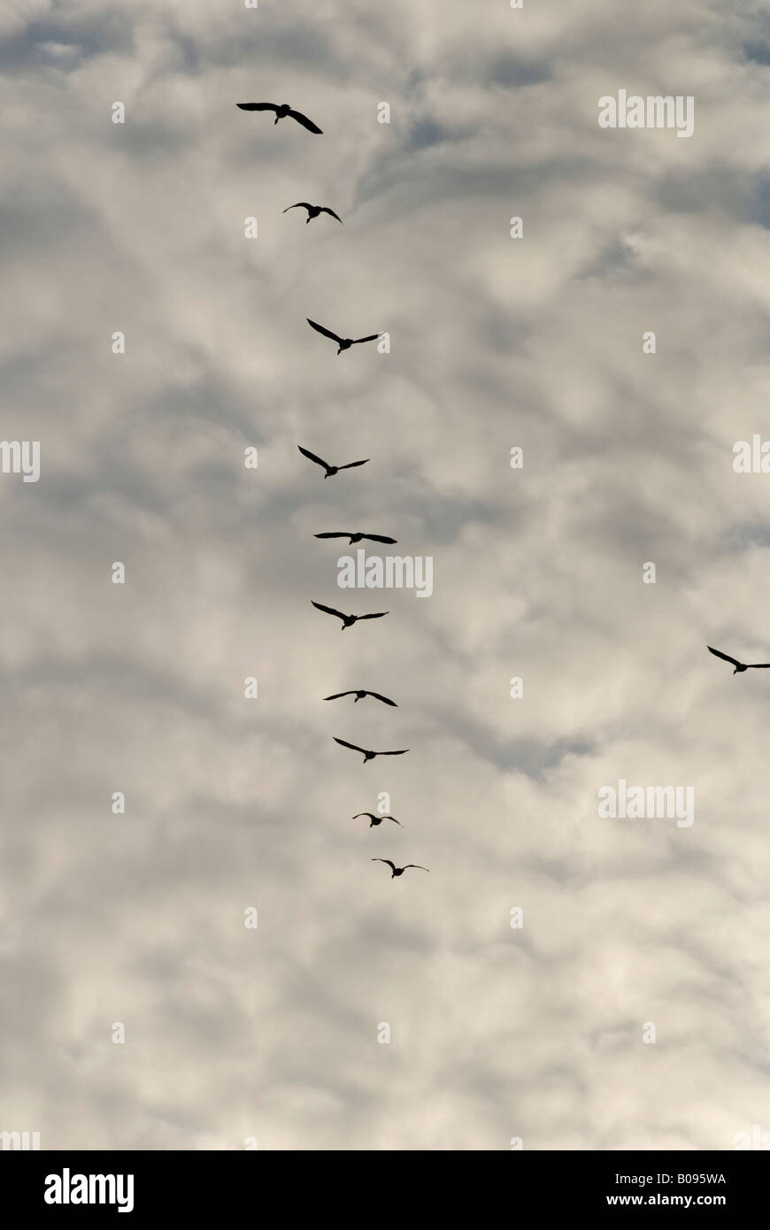 Geese flying in a V formation Stock Photo - Alamy