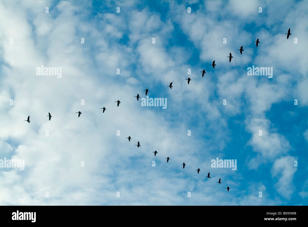 Picture of geese flying in v formation hi-res stock photography and ...