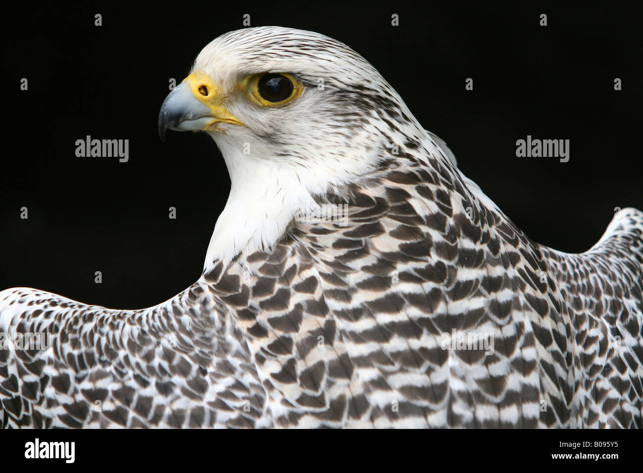 Gyr falcon head photos hi-res stock photography and images - Alamy