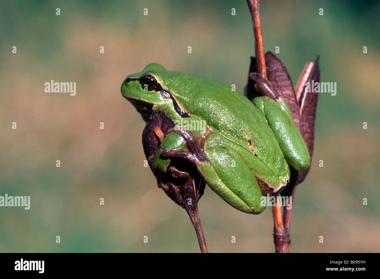 European tree frog hi-res stock photography and images - Alamy