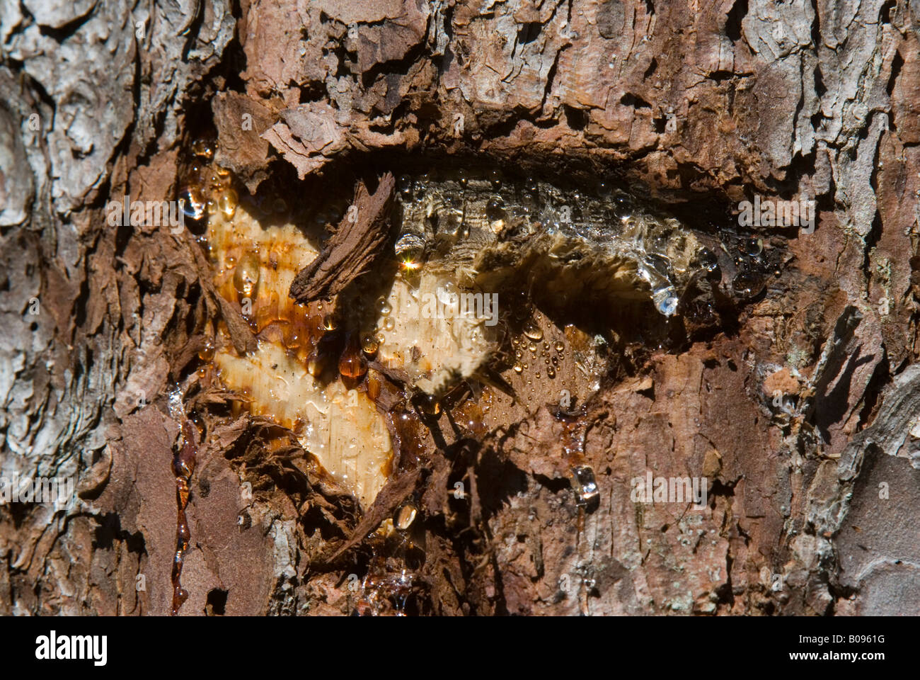 Tree resins hi-res stock photography and images - Alamy