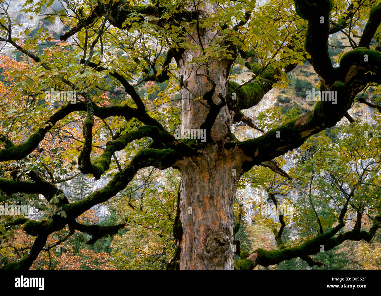 Sycamore maple hi-res stock photography and images - Alamy