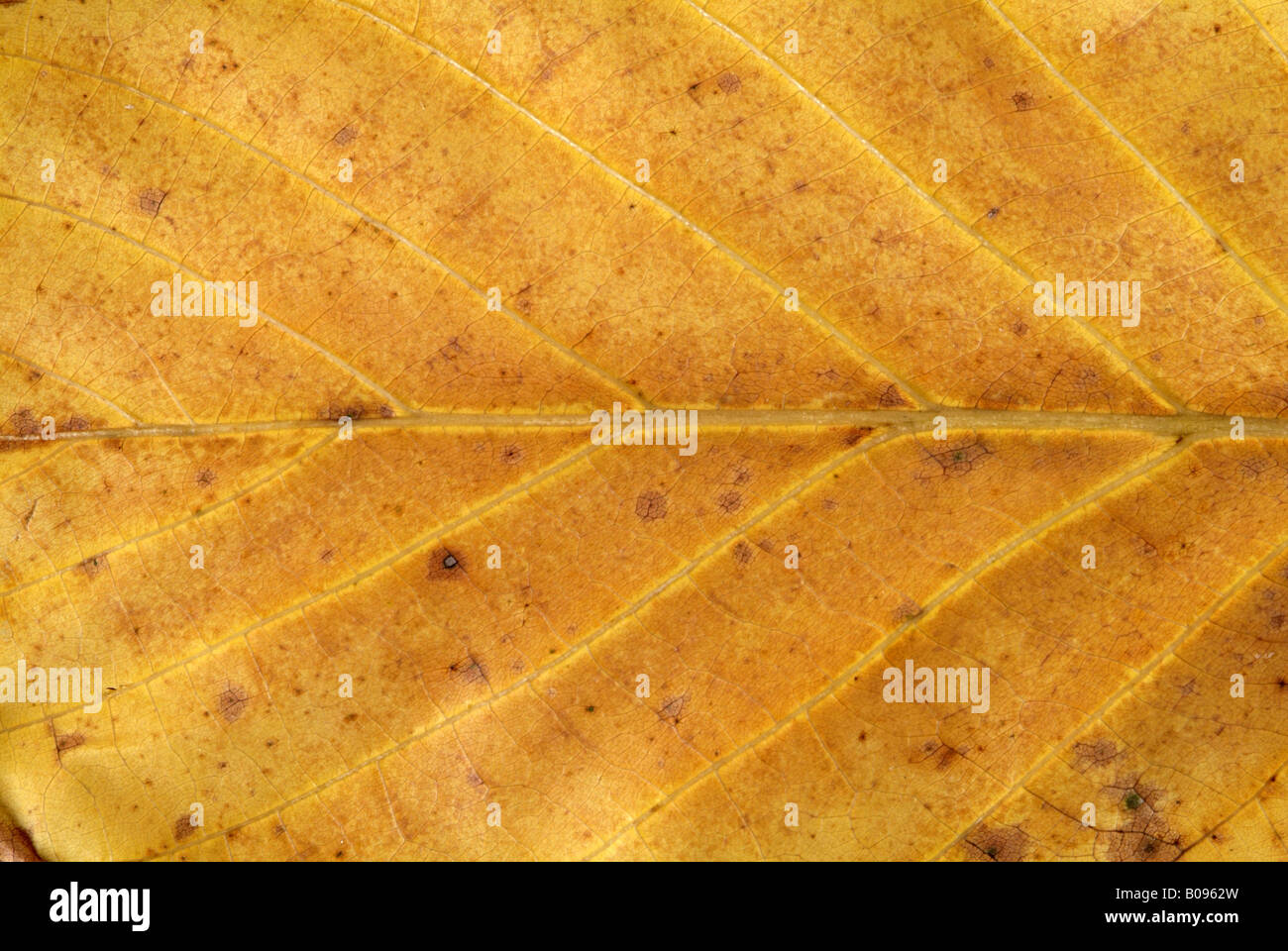 Walnut and leaf hi-res stock photography and images - Alamy