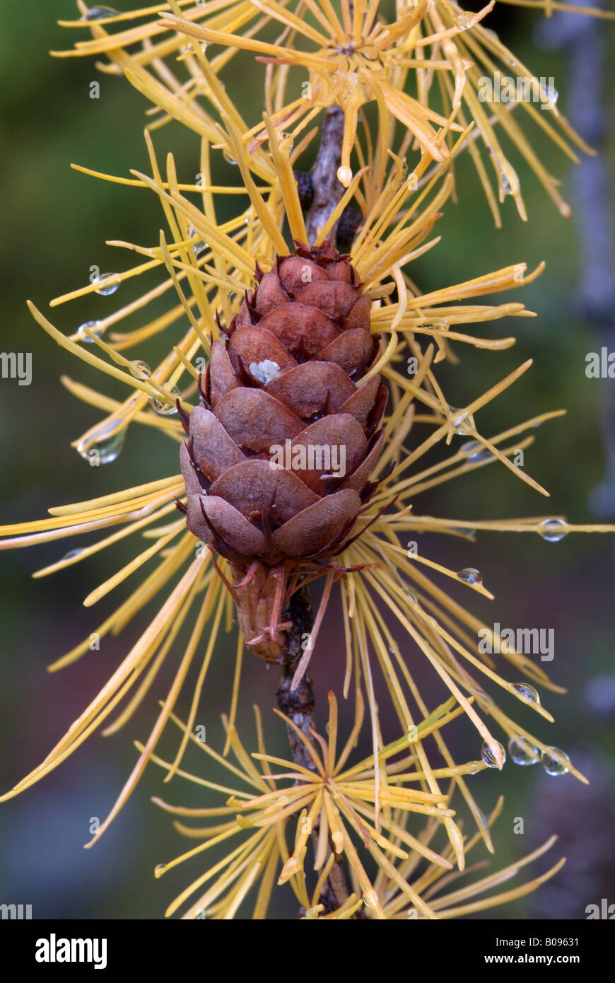 European larch pine cone hi-res stock photography and images - Alamy