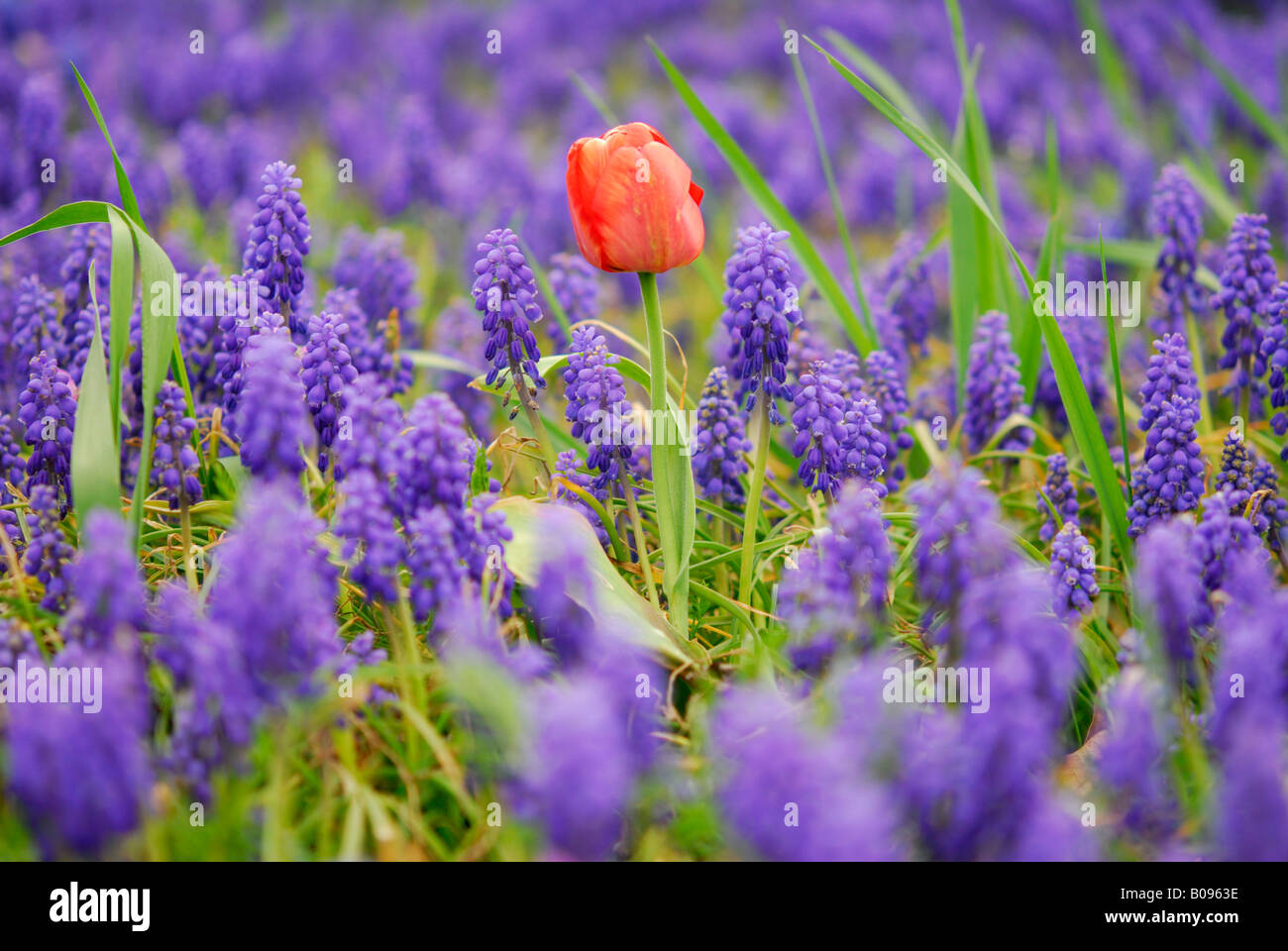 A red lone tulip in the sapphire field Stock Photo - Alamy