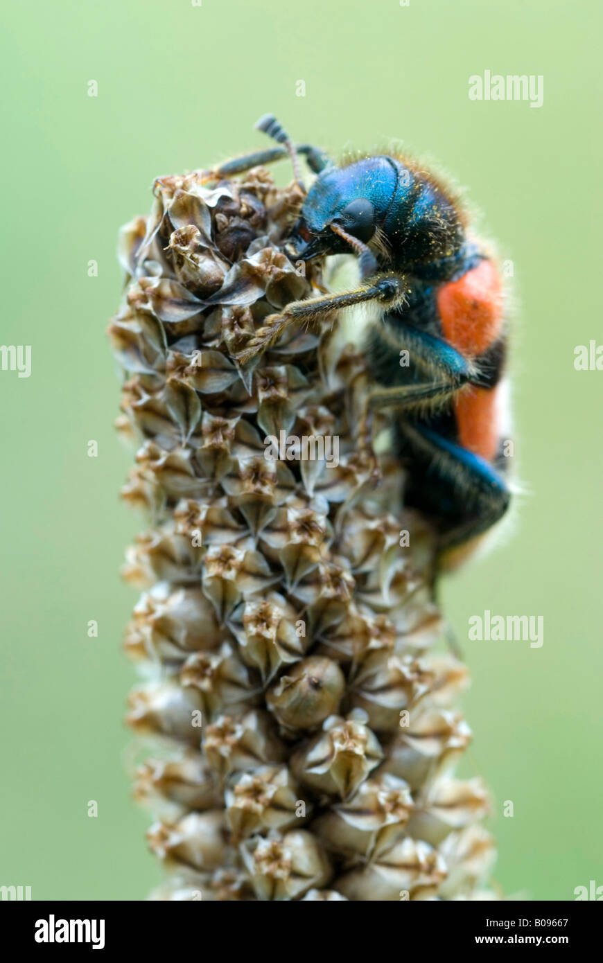Checkered bee beetle hi-res stock photography and images - Alamy