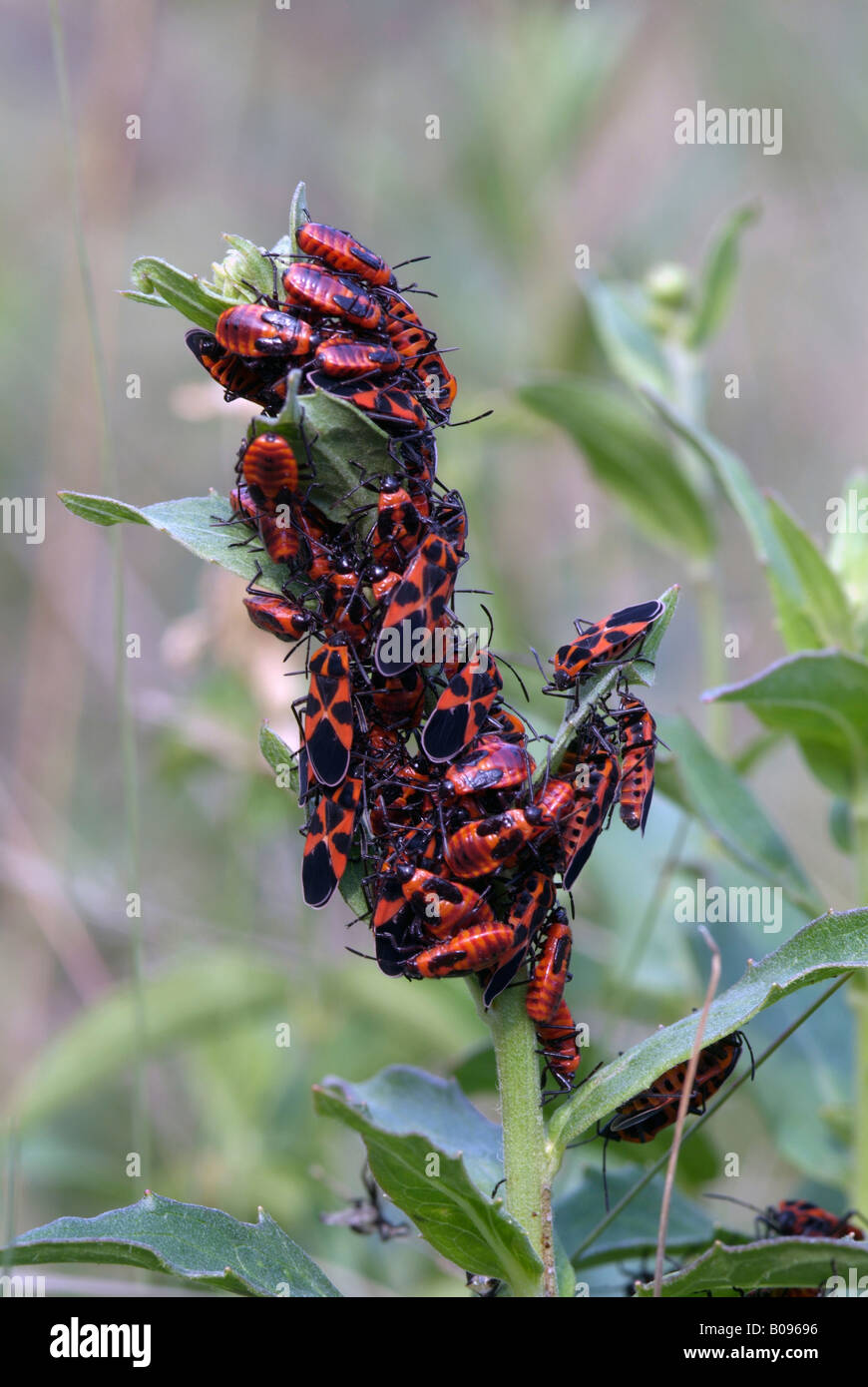Firebug (Pyrrhocoris apterus), Feldthurns, Bolzano-Bozen, Italy Stock ...