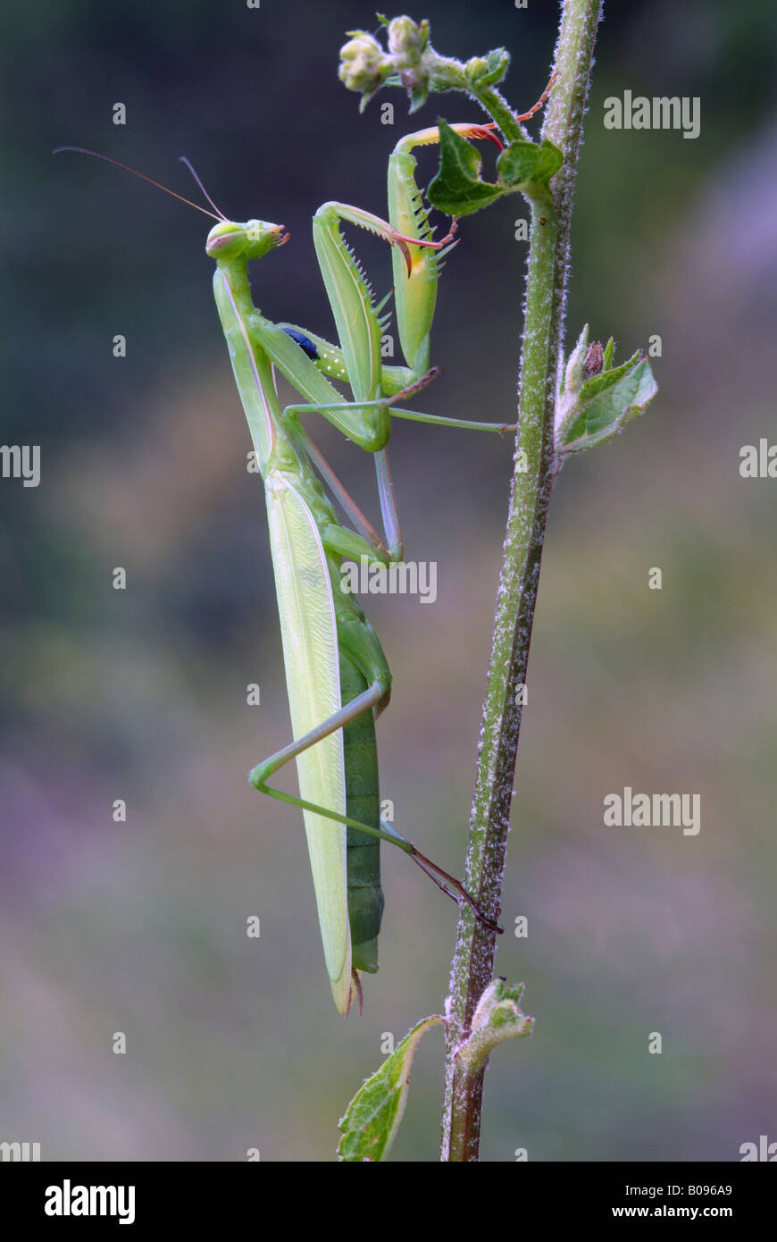 Mantis religiosa gliederfussler hi-res stock photography and images - Alamy