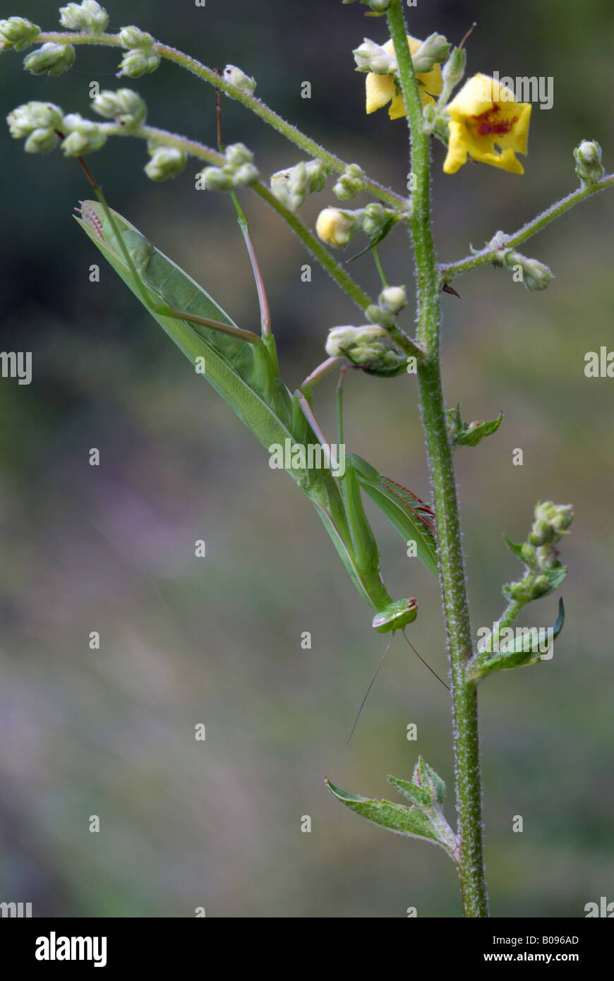 European Praying Mantis (Mantis religiosa) perched on a flower ...