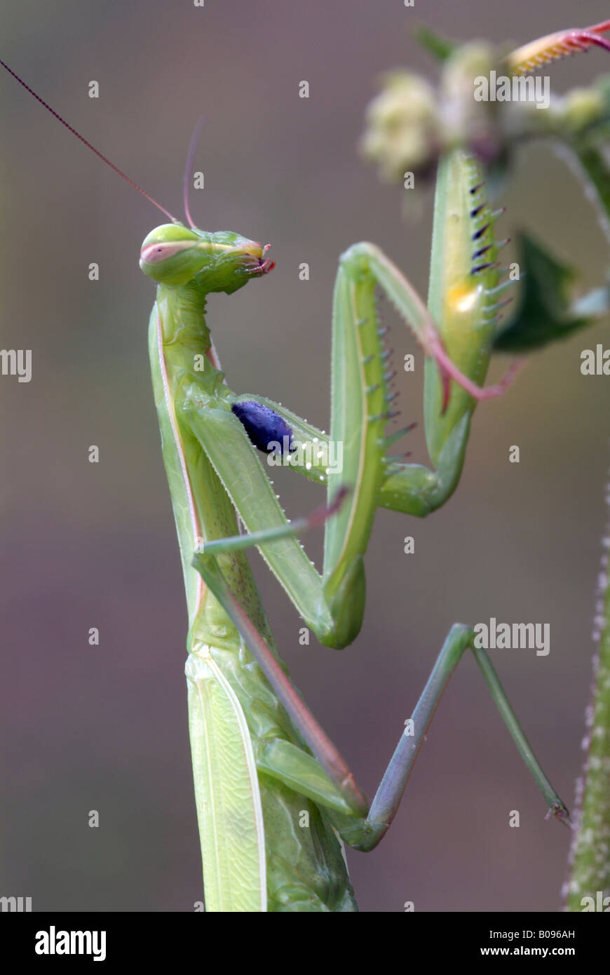 Mantis religiosa european mantis hi-res stock photography and images ...