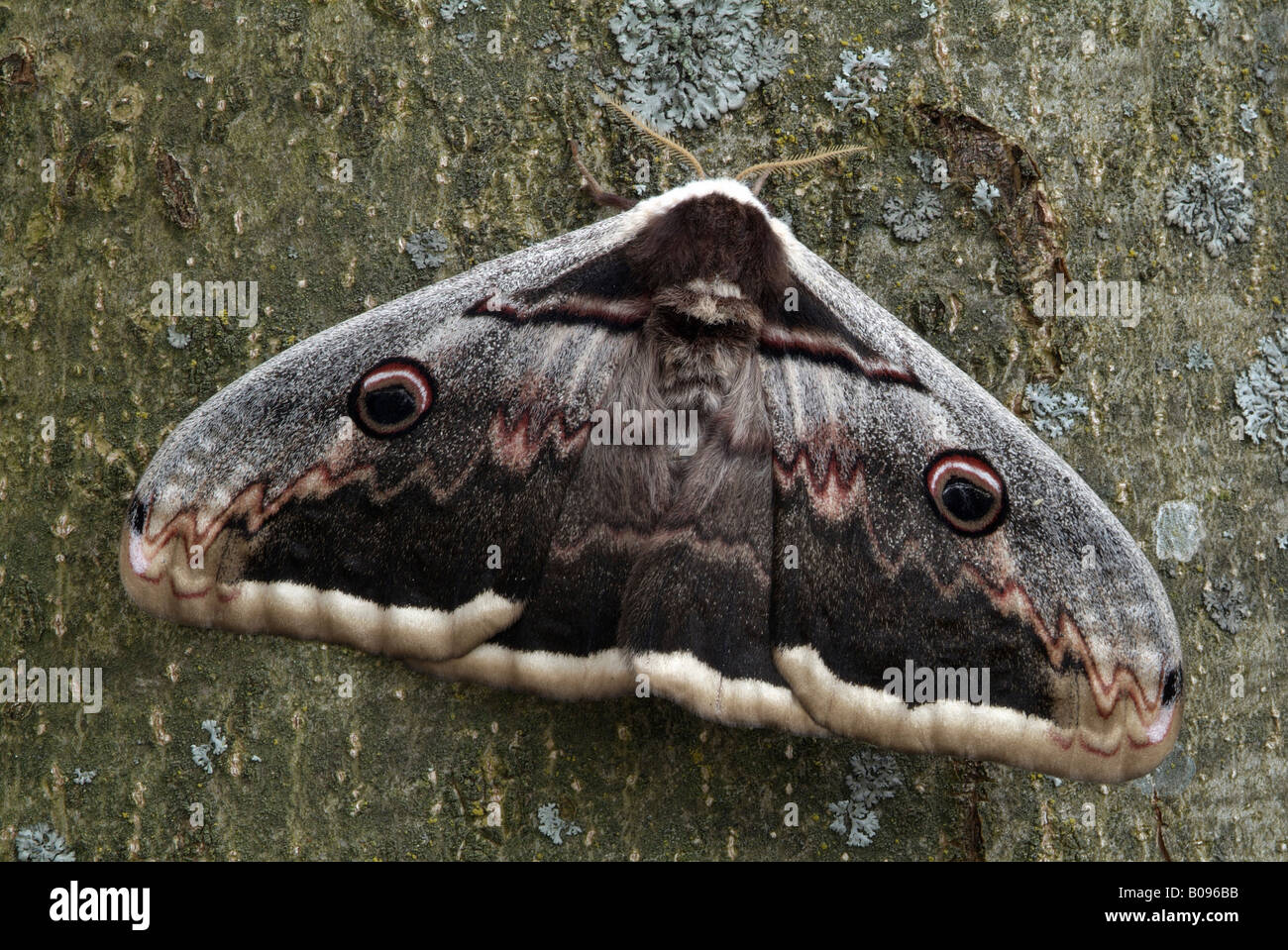 Giant Peacock Moth or Great Emperor Moth (Saturnia pyri), Schwaz, Tirol ...