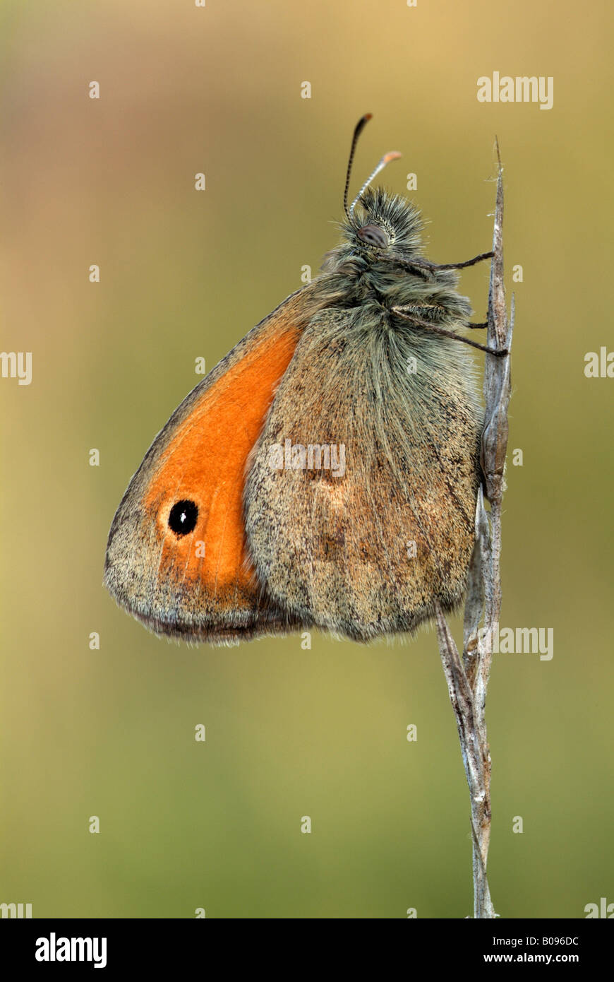 Butterflies of southern italy hi-res stock photography and images - Alamy
