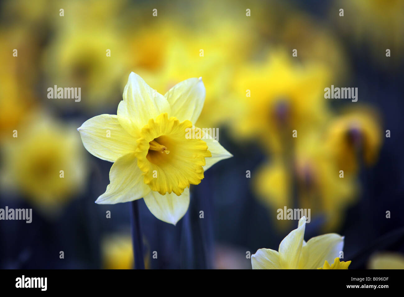 A DAFFODIL A Trumpet Daffodil Variety The Meylor Stock Photo - Alamy
