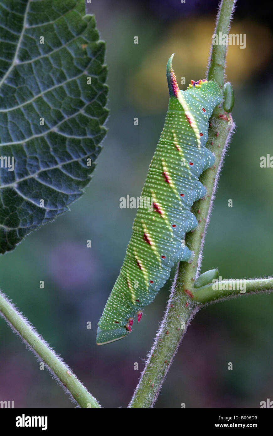 Lime hawk moth caterpillar hi-res stock photography and images - Alamy