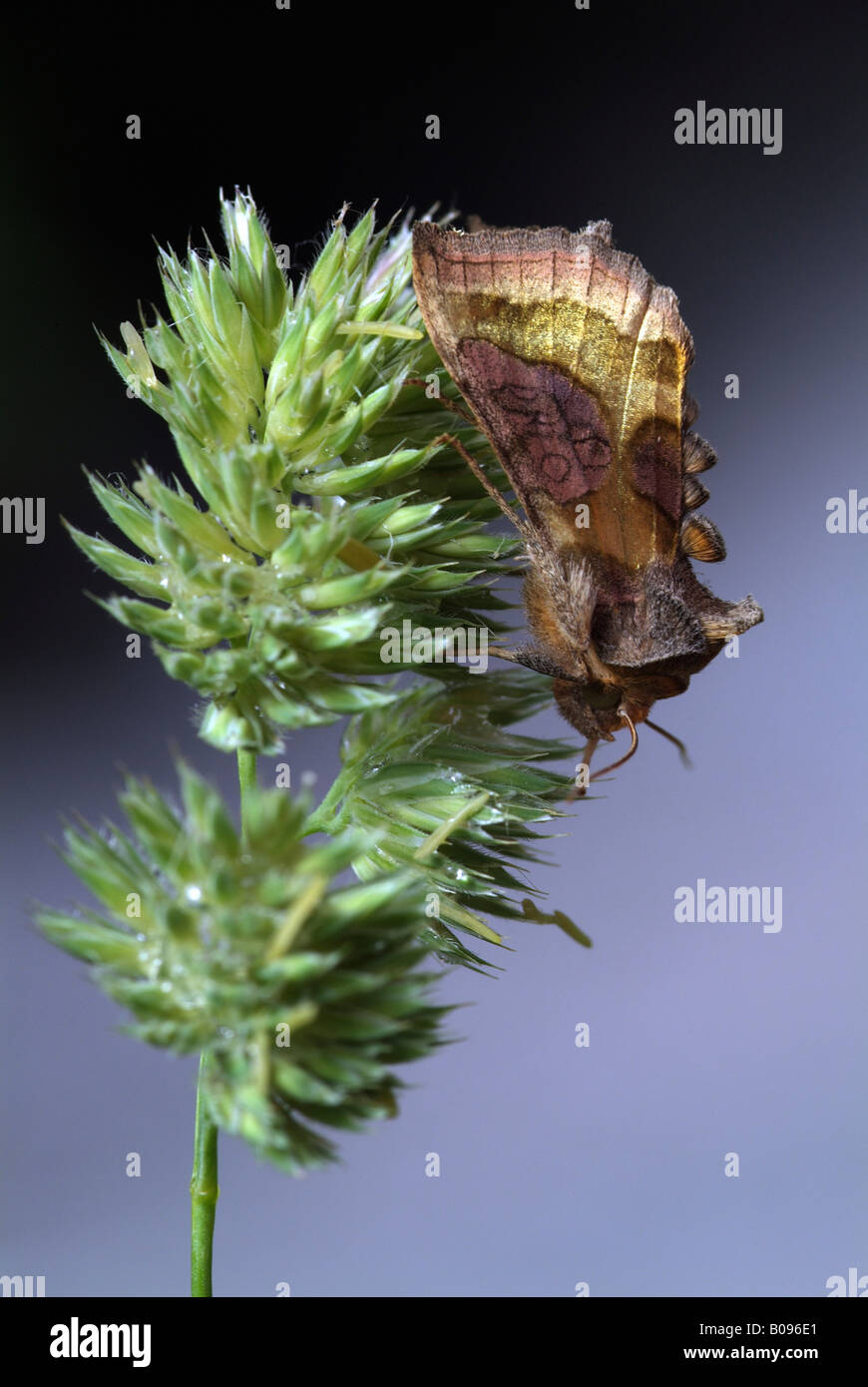 Burnished Brass Moth (Diachrysia chrysitis), Vomper-Loch, Karwendel ...
