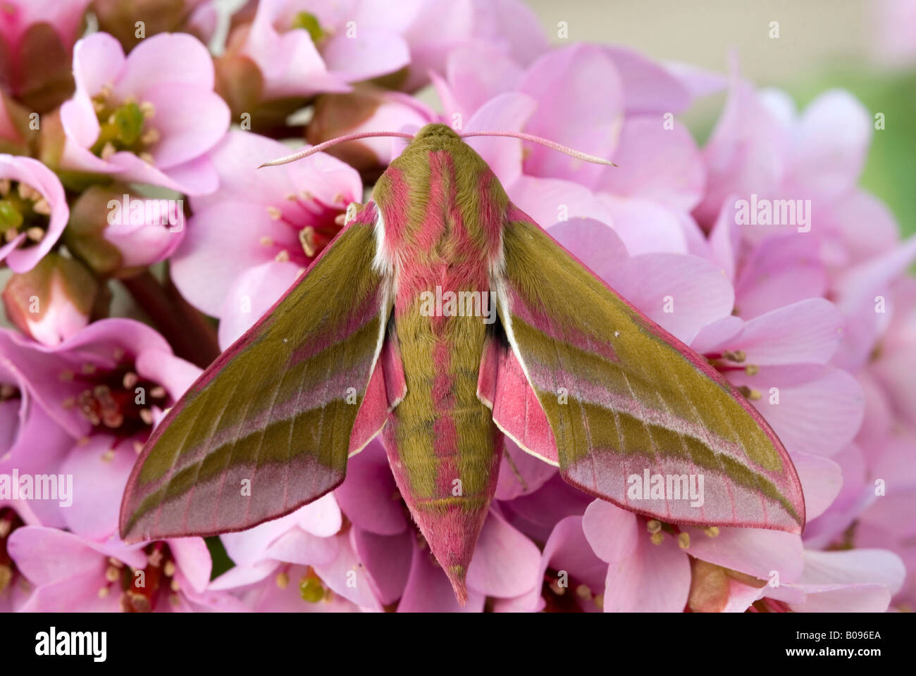 Elephant hawk moth on blossom hi-res stock photography and images - Alamy
