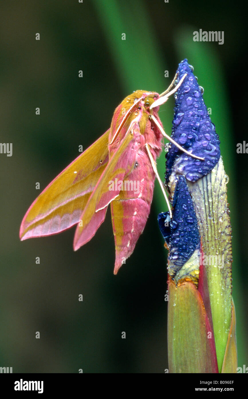 Elephant Hawk-moth (Deilephila elpenor) perched on a Siberian Iris ...
