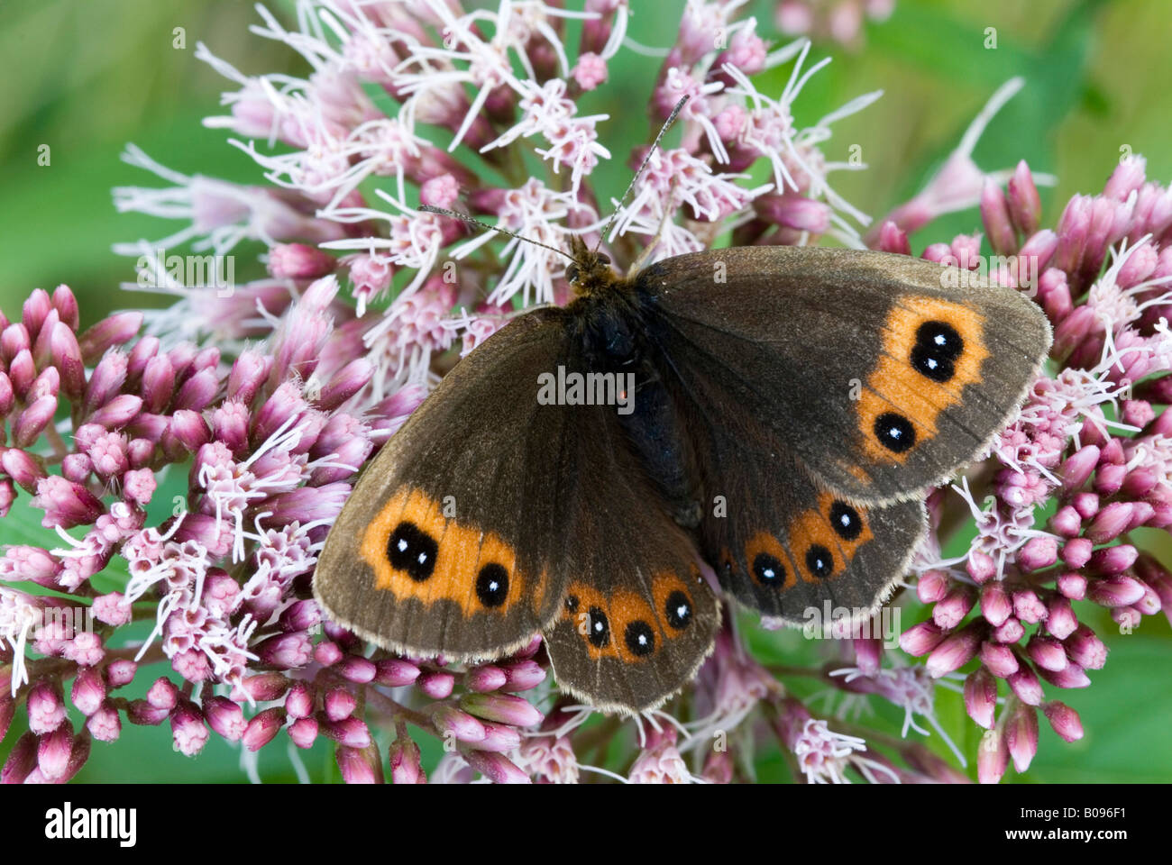 Scotch Argus butterfly (Erebia aethiops), Kaisertal, Tirol, Austria ...