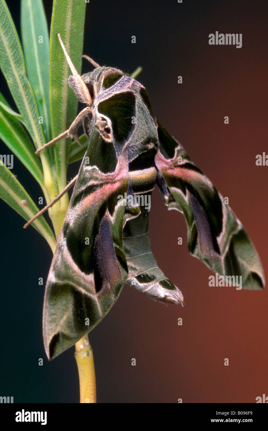 Oleander Hawk-moth (Daphnis nerii), Bolzano-Bozen, Italy Stock Photo ...