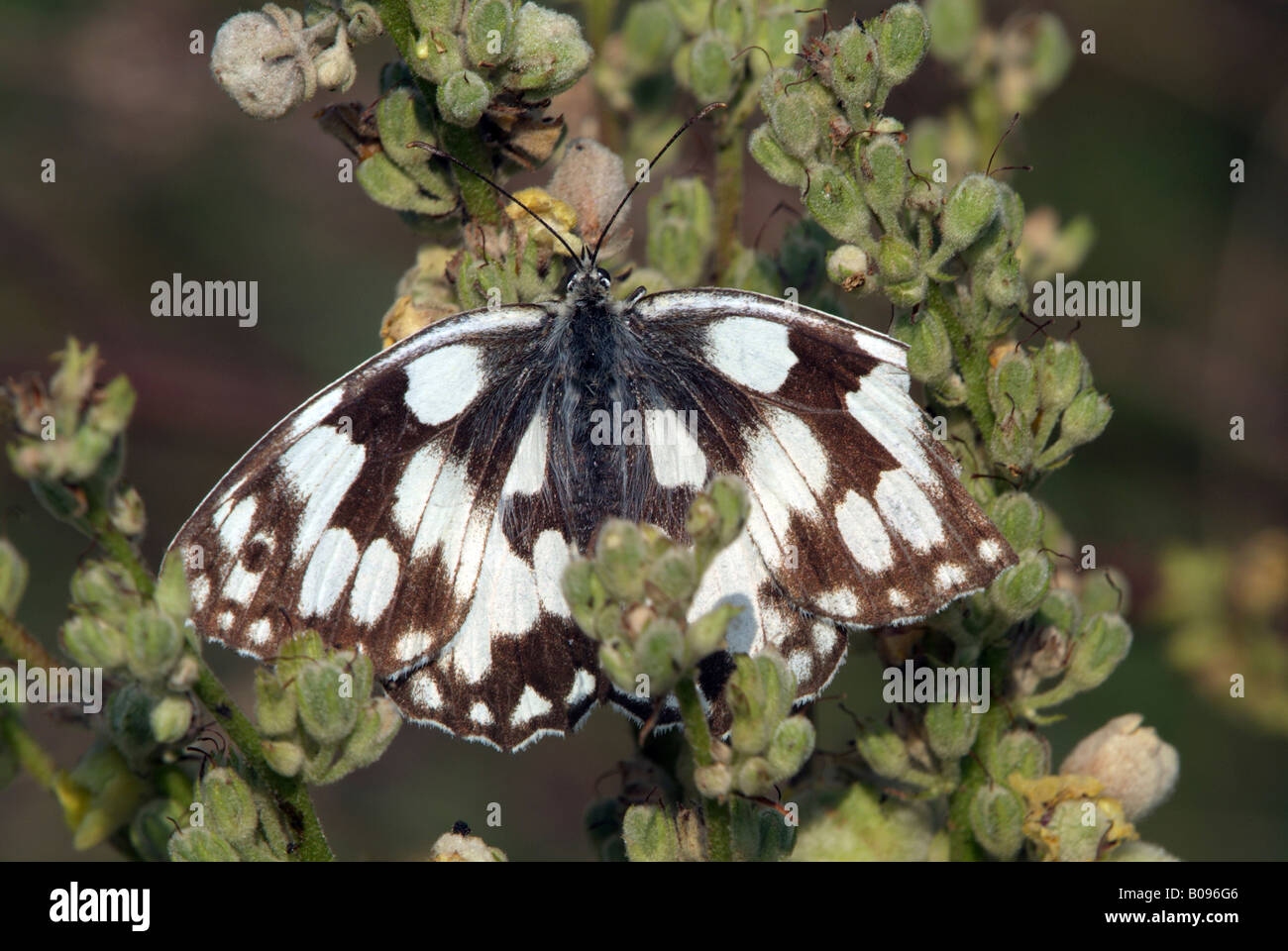 Butterfly italy hi-res stock photography and images - Alamy