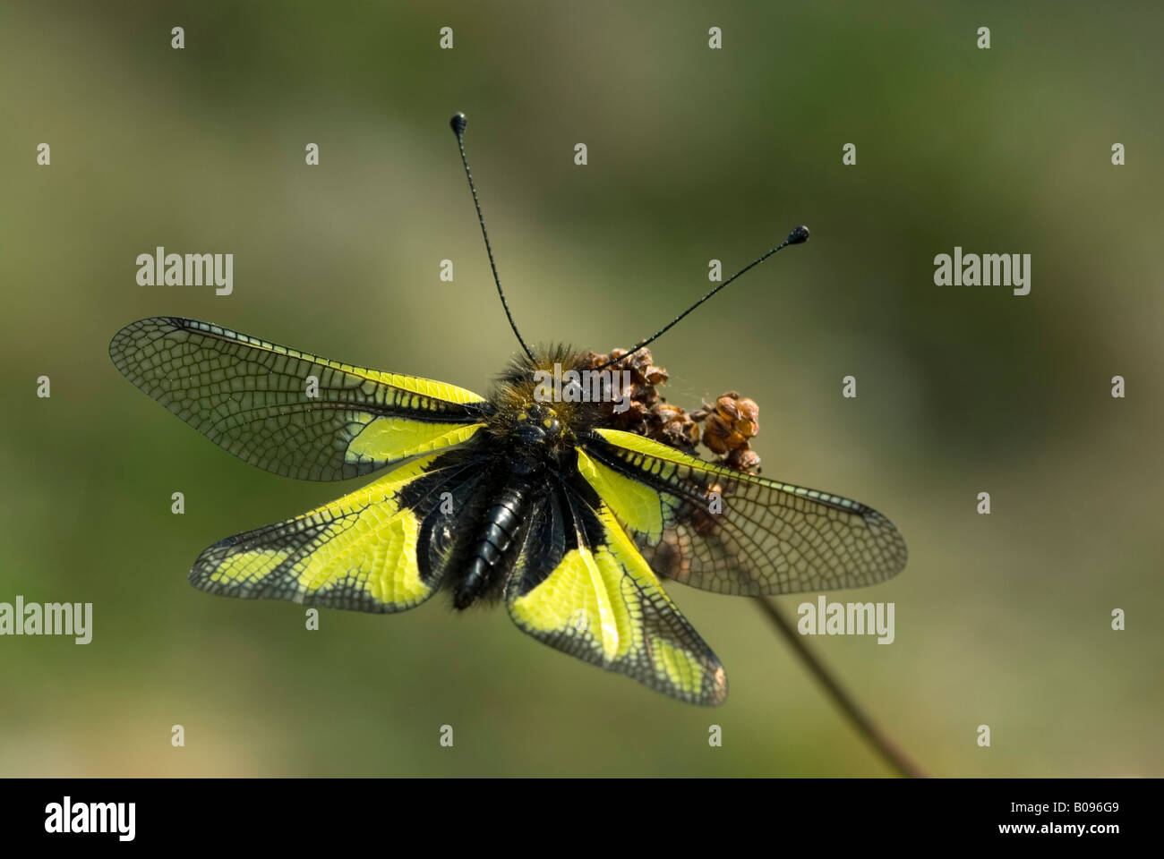 Owlfly (Libelloides coccajus), Feldthurns, Bolzano-Bozen, Italy Stock ...