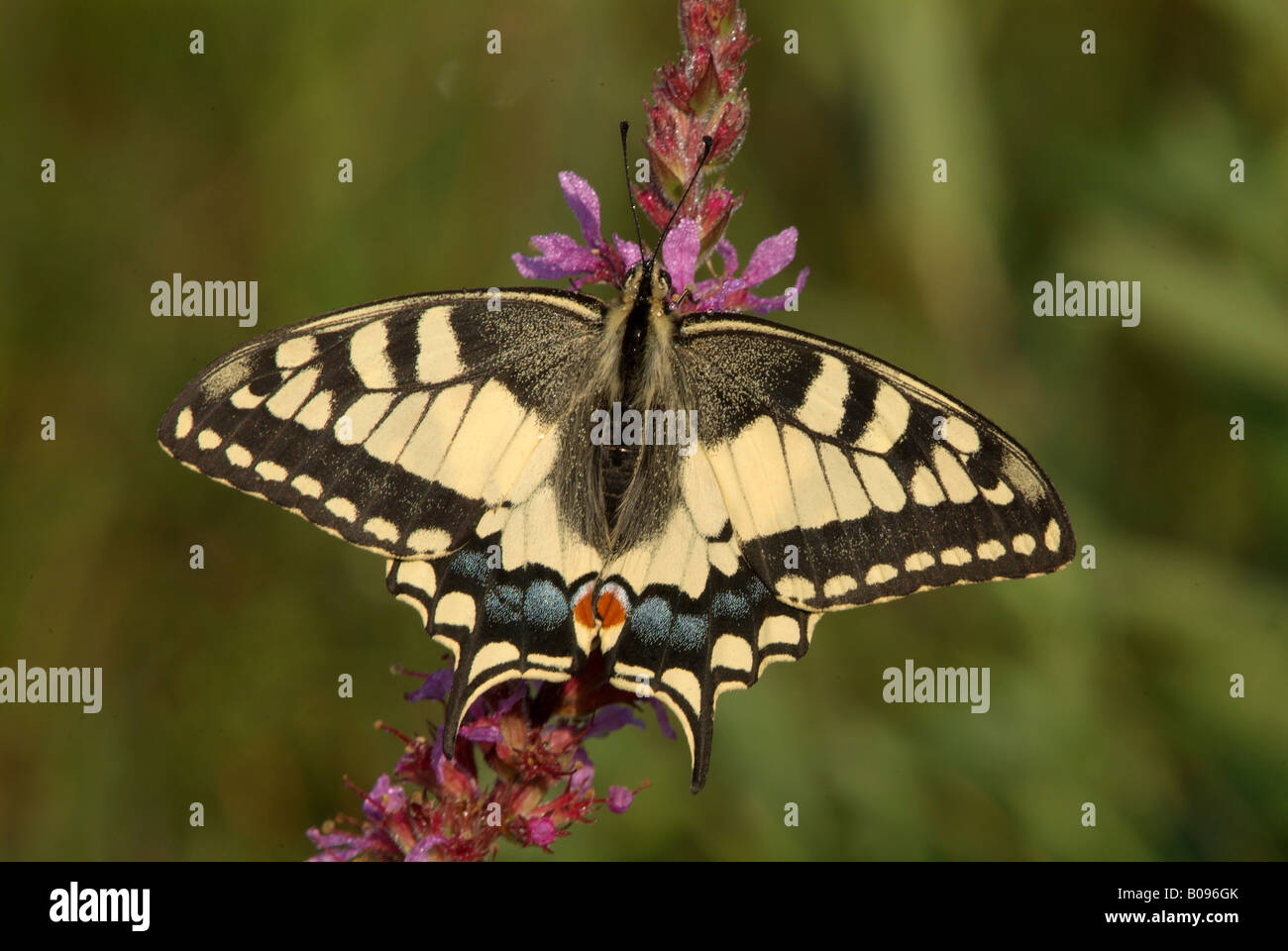 Old World Swallowtail or Common Yellow Swallowtail (Papilio machaon ...