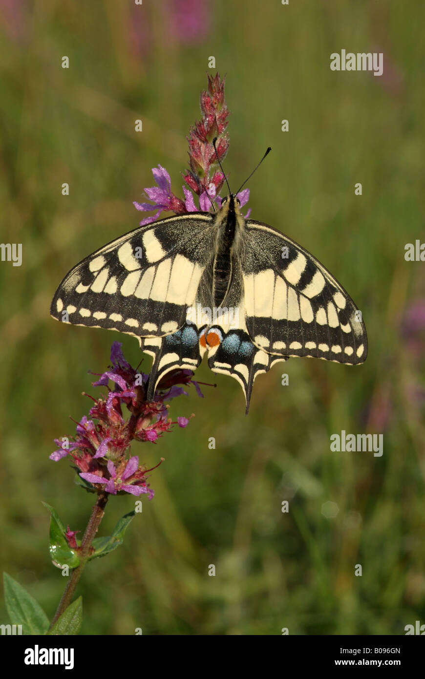 Old World Swallowtail or Common Yellow Swallowtail (Papilio machaon) perched on a flower ...