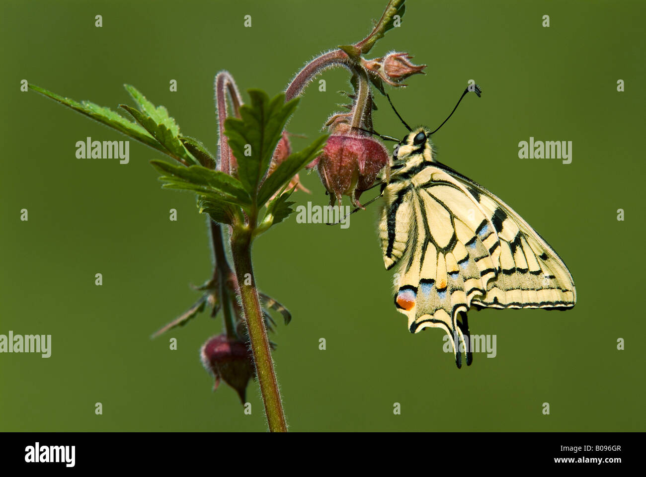 Old World Swallowtail or Common Yellow Swallowtail (Papilio machaon) perched on a flower ...