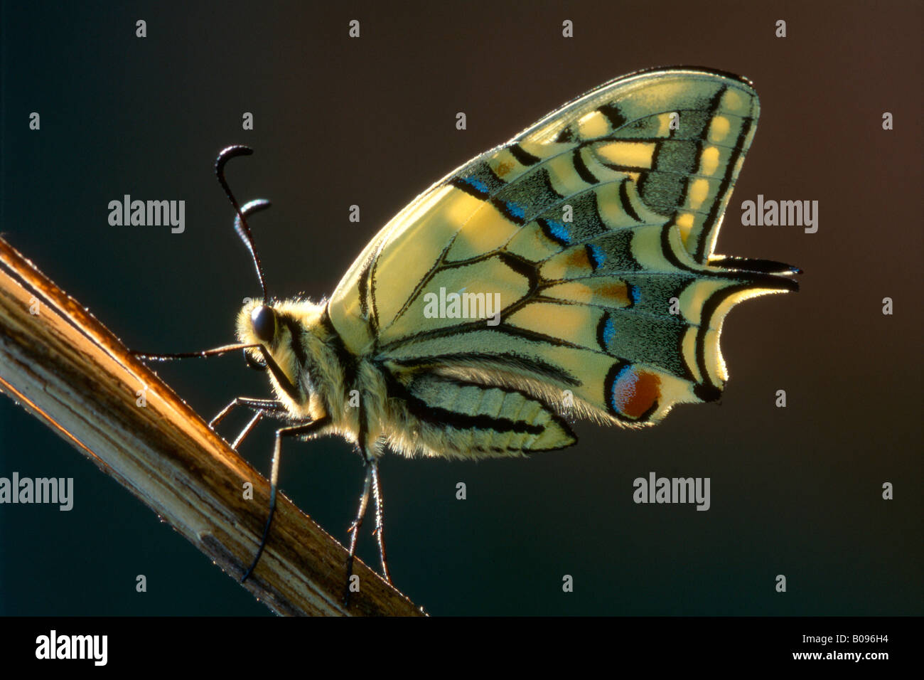 Most common swallowtails hi-res stock photography and images - Alamy