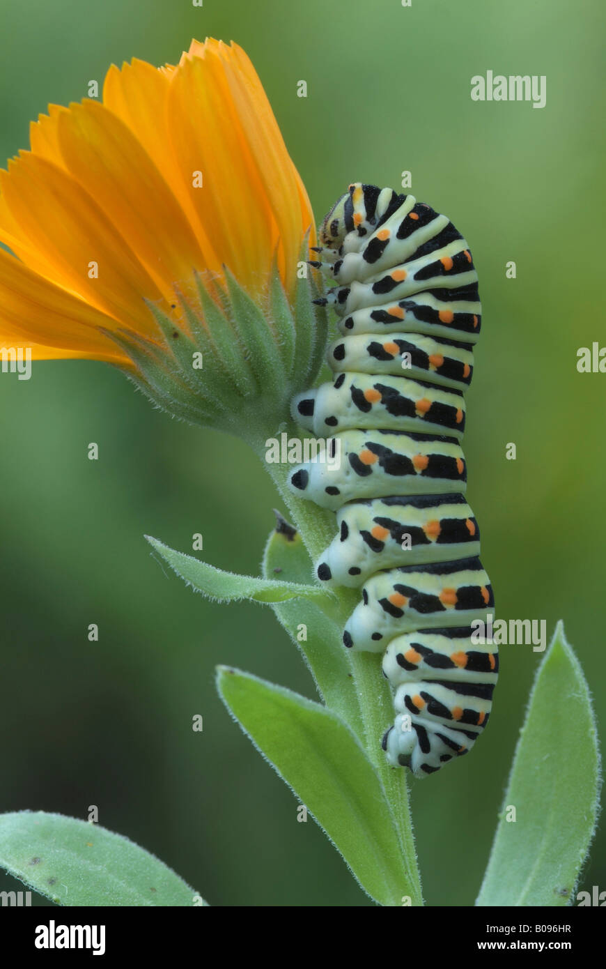 Old World Swallowtail or Common Yellow Swallowtail caterpillar (Papilio machaon) climbing up a ...