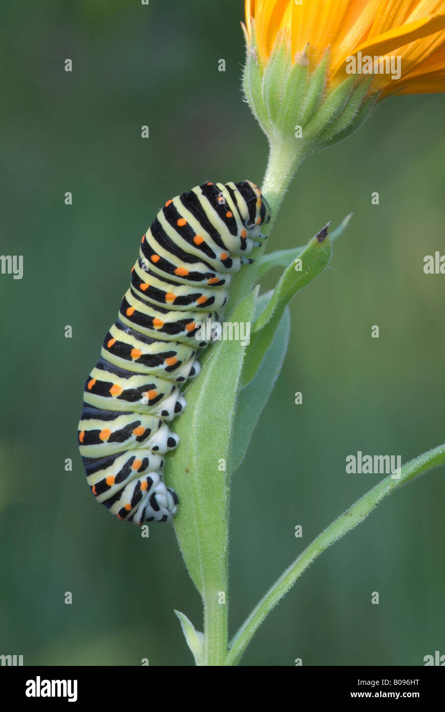 Old World Swallowtail or Common Yellow Swallowtail caterpillar (Papilio machaon) climbing up a ...