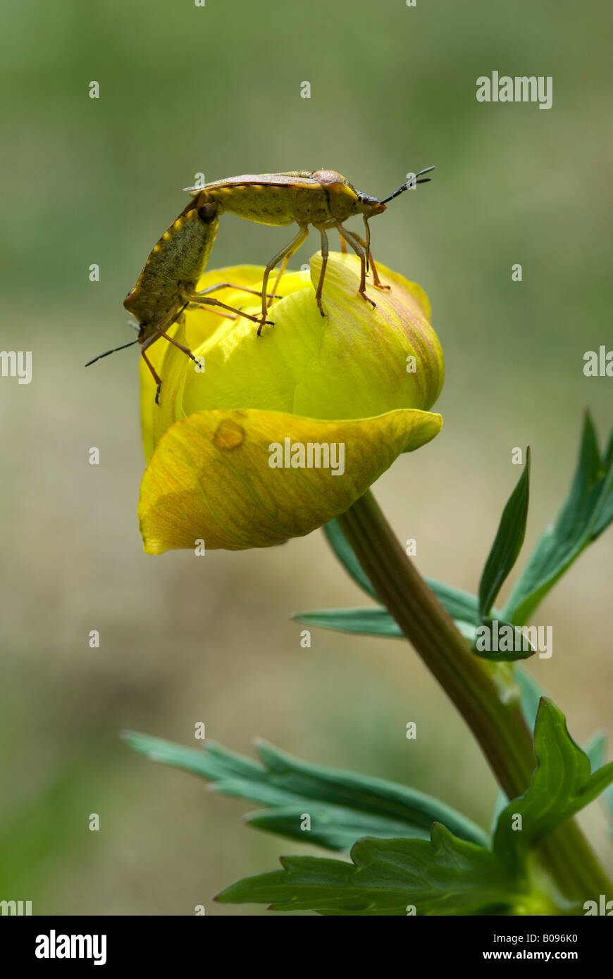 Sloe Bugs (Dolycoris baccarum) perched on a Globe Flower or Globeflower ...