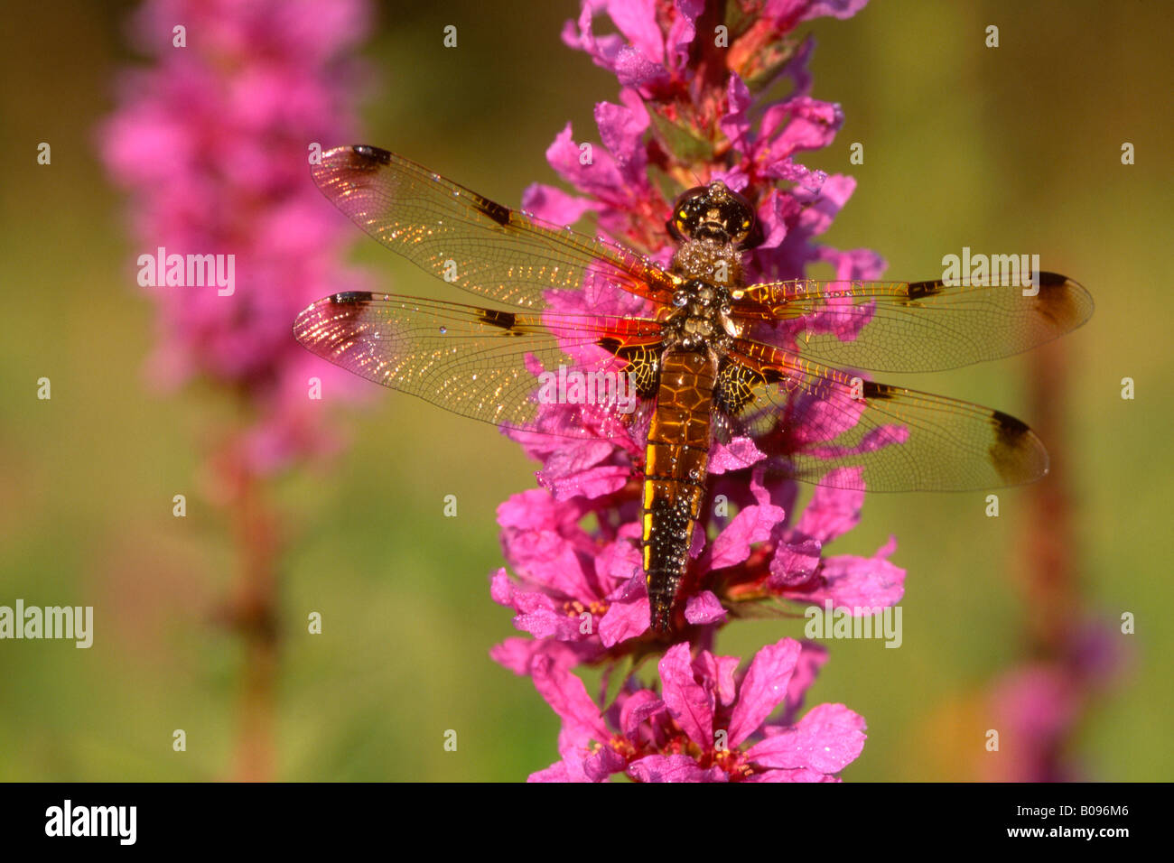 Four winged insects hi-res stock photography and images - Alamy