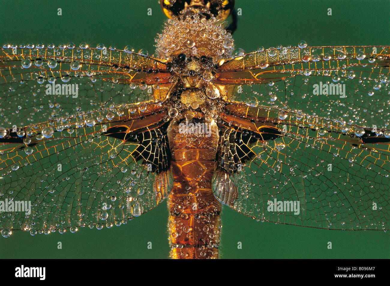 Four winged insects hi-res stock photography and images - Alamy