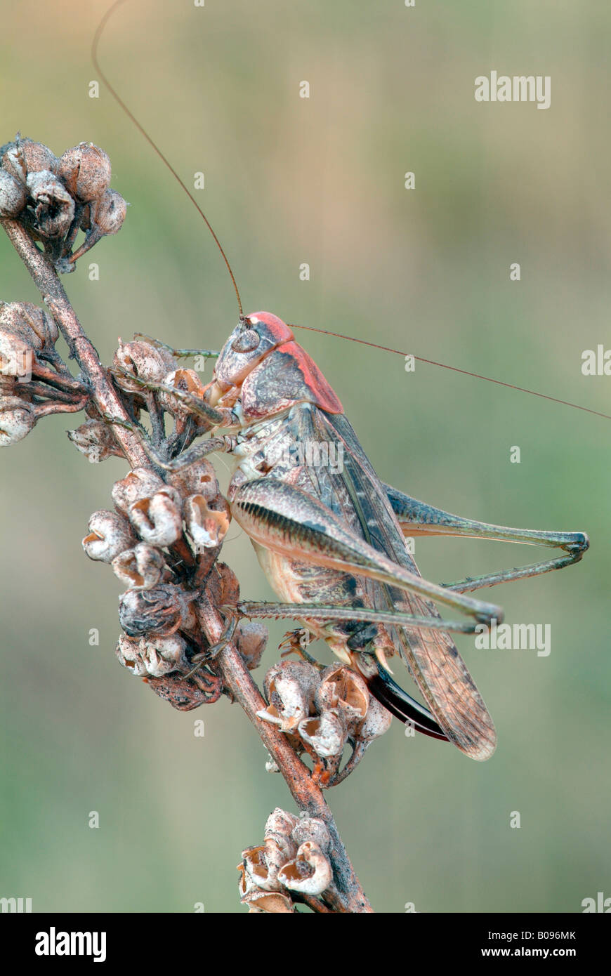 Cricket insect italy hi-res stock photography and images - Alamy