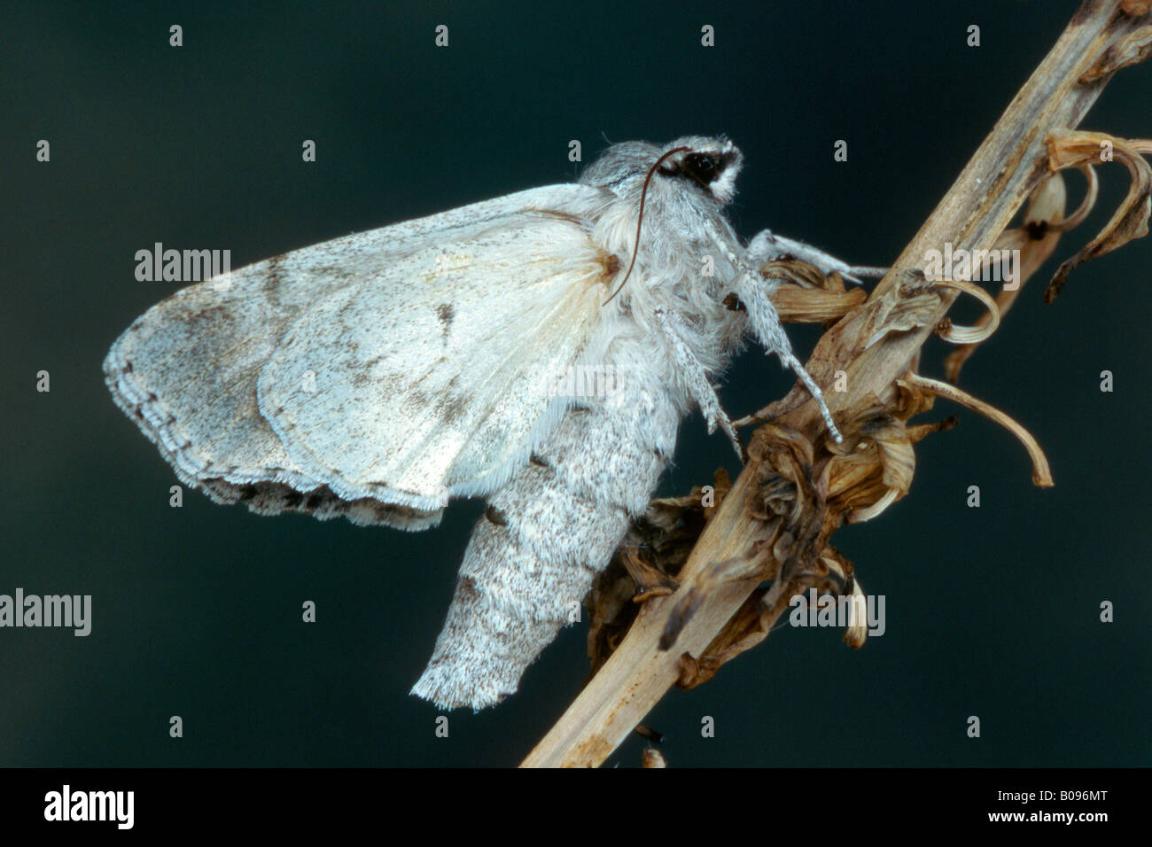 Miller Moth (Acronicta leporina), Tirol, Austria Stock Photo - Alamy