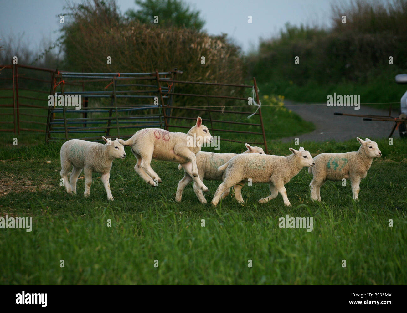 Lambs at play hi-res stock photography and images - Alamy