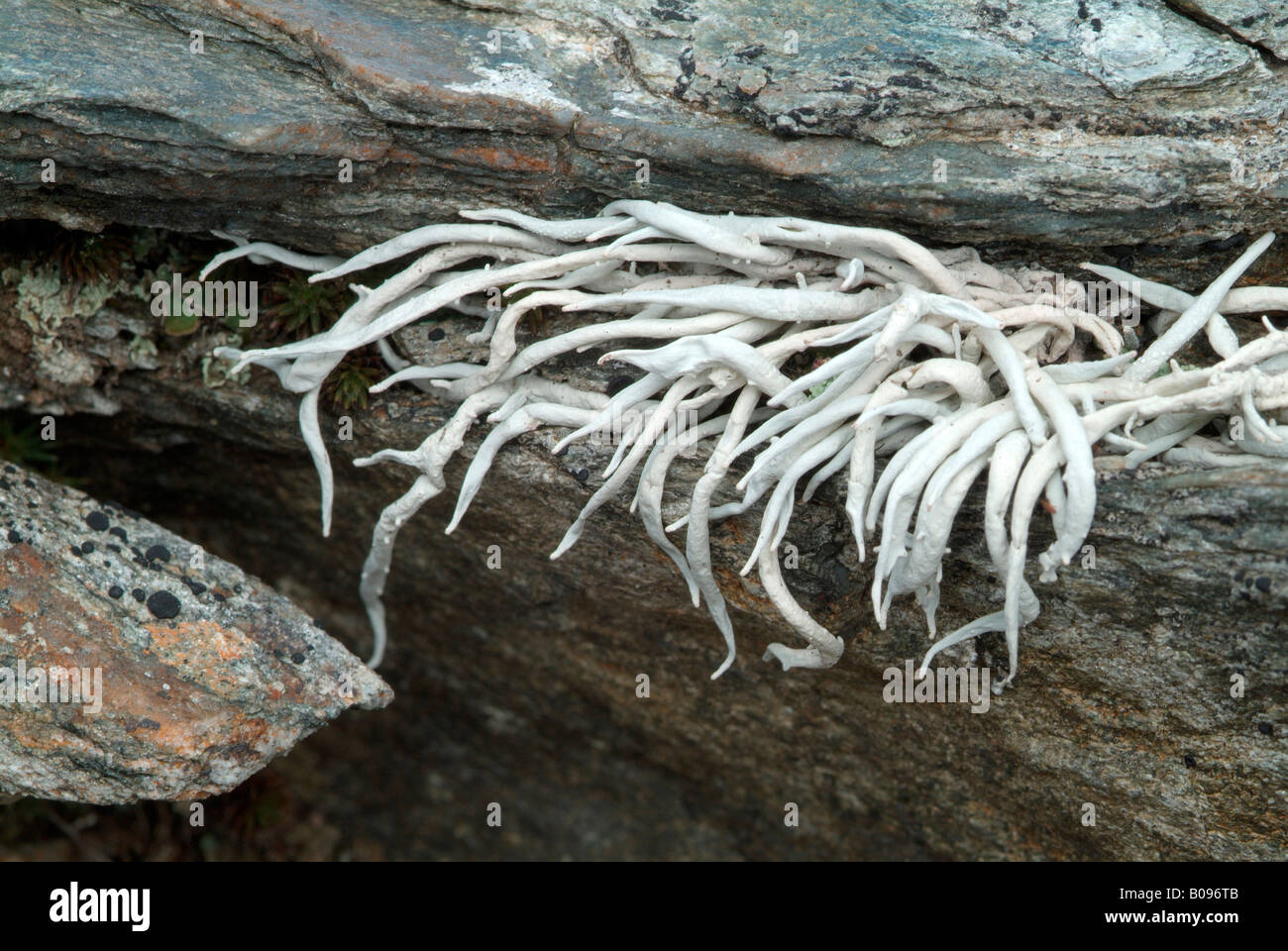 Lichen thamnolia vermicularis hi-res stock photography and images - Alamy