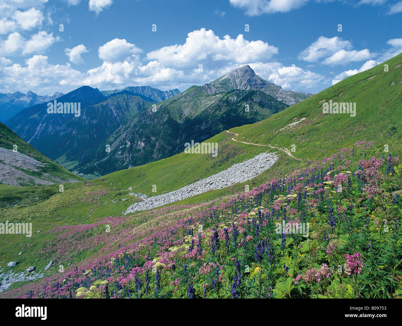 Austrian alps flower hi-res stock photography and images - Alamy