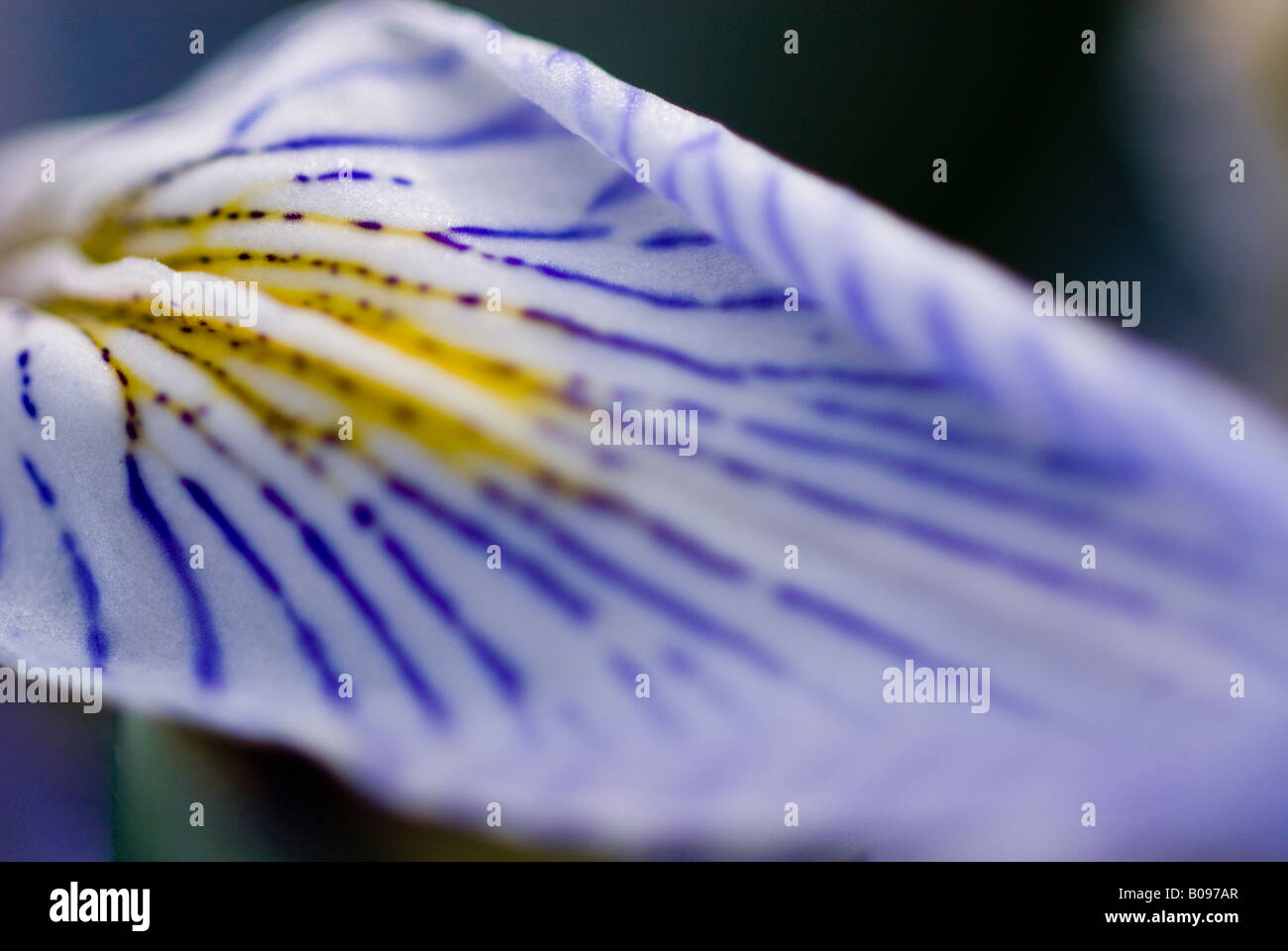 Iris petal texture hi-res stock photography and images - Alamy