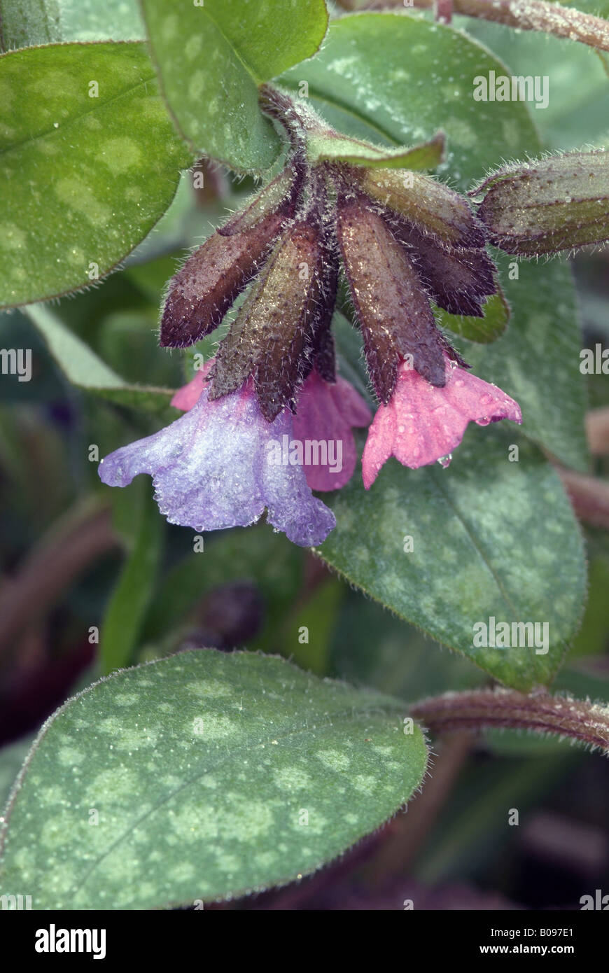 Common lungwort pulmonaria officinalis hi-res stock photography and ...