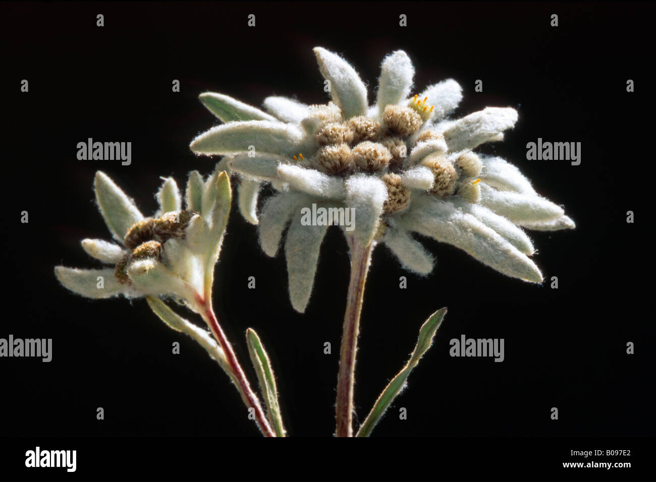 Edelweiss hi-res stock photography and images - Alamy