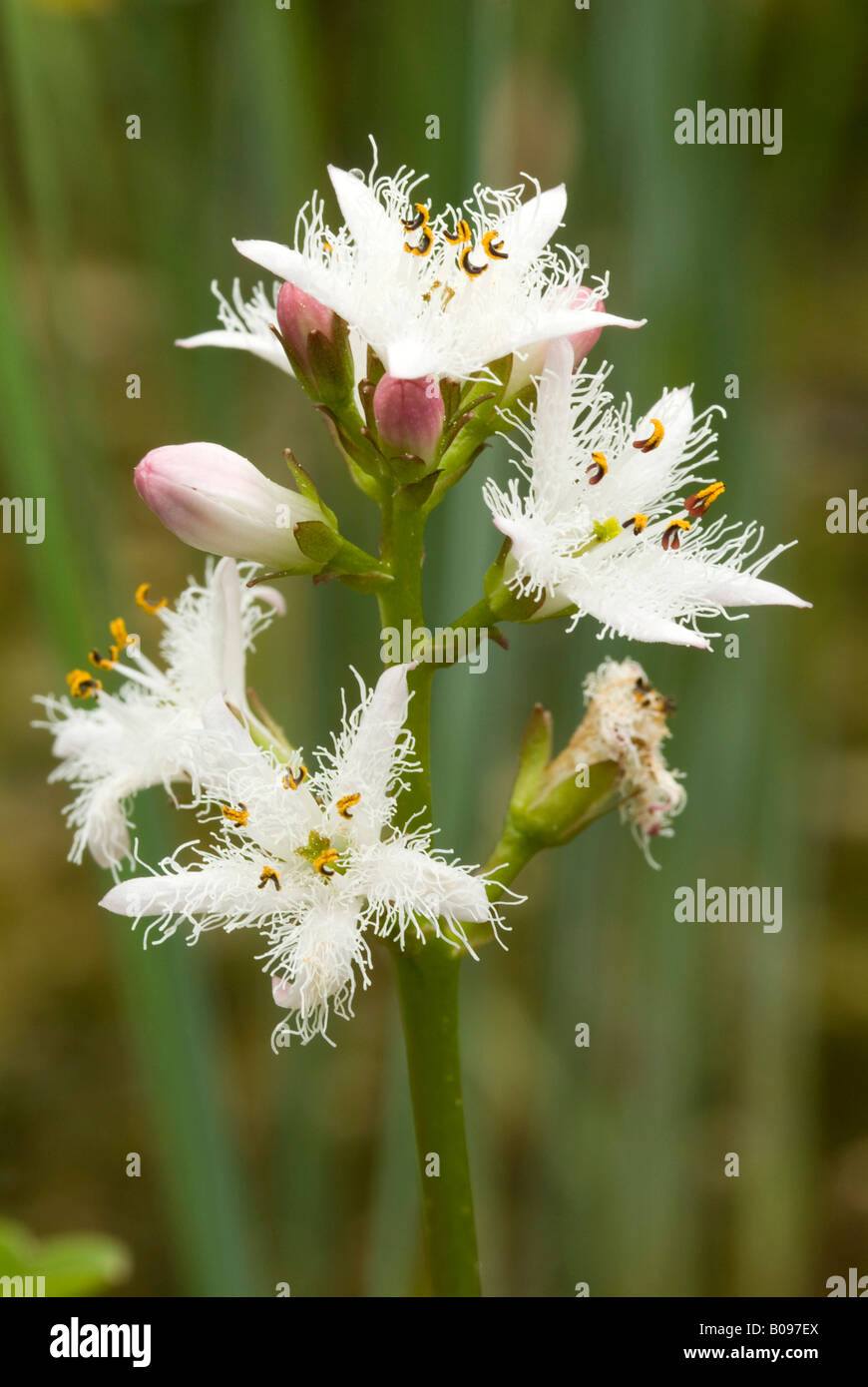 Species of bean hi-res stock photography and images - Alamy